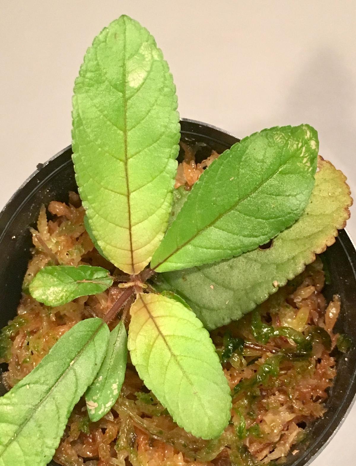 Codonoboea sp. from Pulau Linga [KN1217] | M・R...