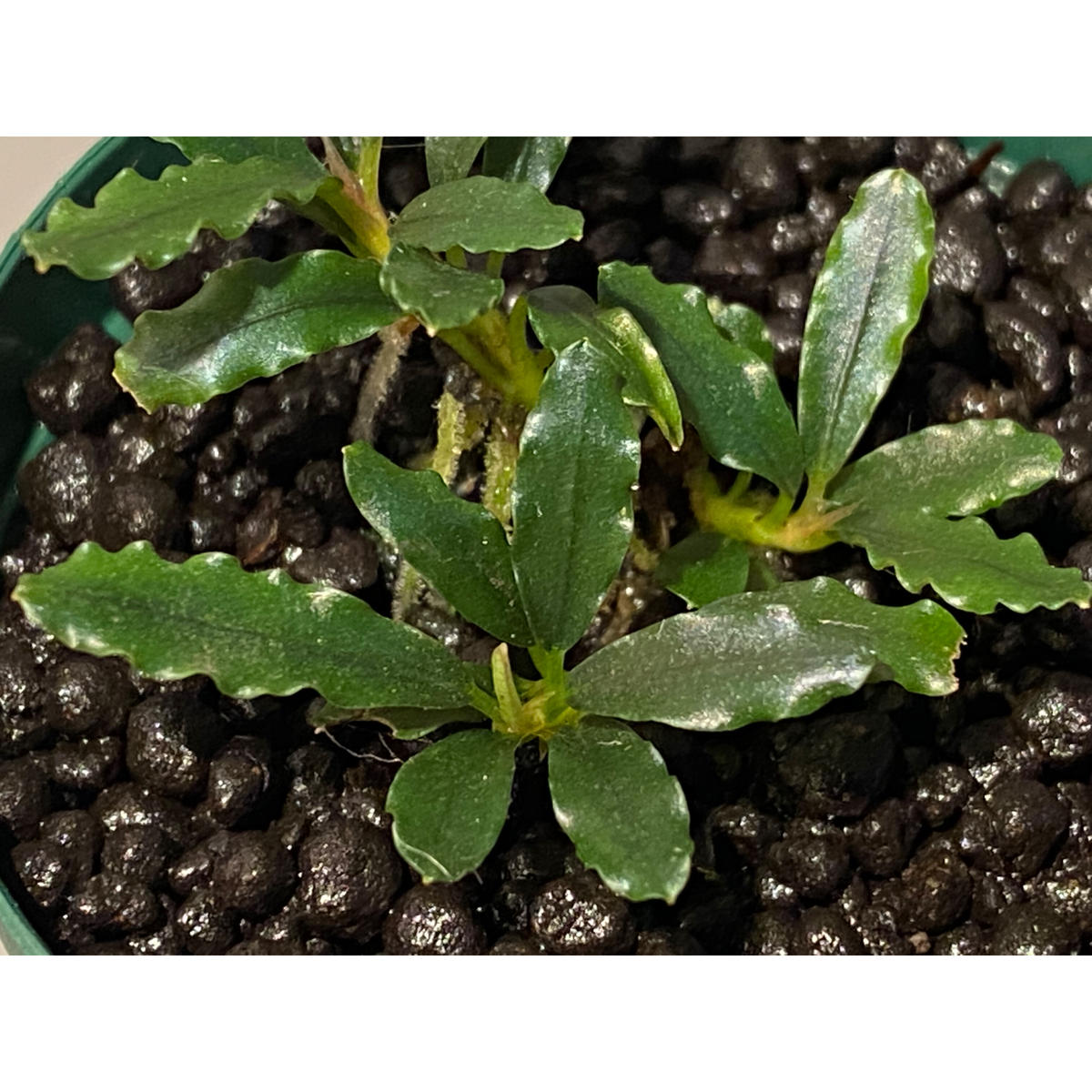 Bucephalandra catherineae | M・R・G・R