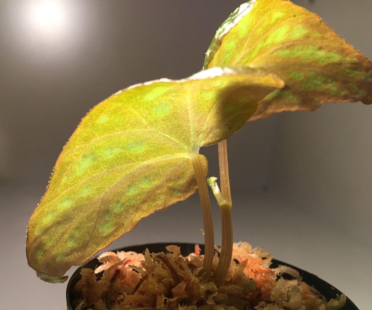 Begonia variabilis from Dabong [TK150717] | M・R...