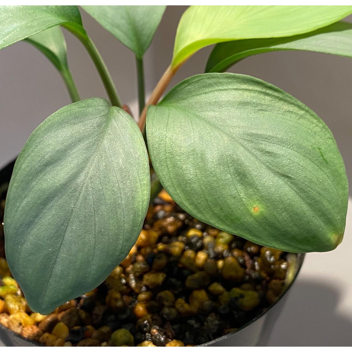 Homalomena sp. Aceh Silver from Aceh sumatera