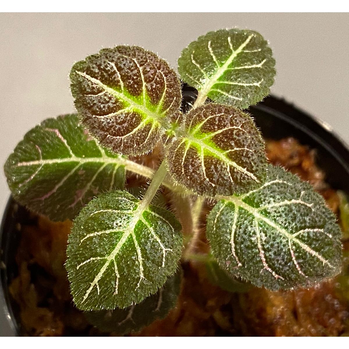 Pearcea hypocyrtiflora from South America | M・R...