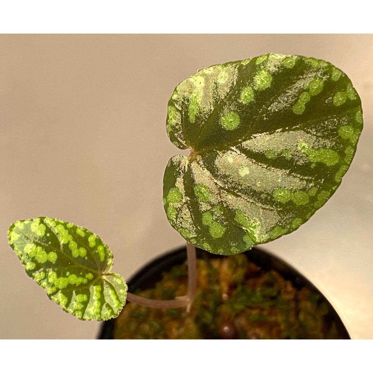 Begonia Variabilis [TK260915] | M・R・G・R