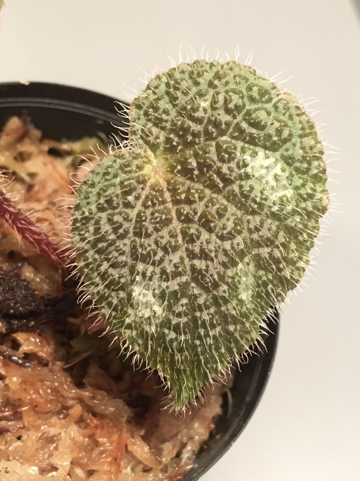 Begonia variegata from Vietnam | M・R・G・R