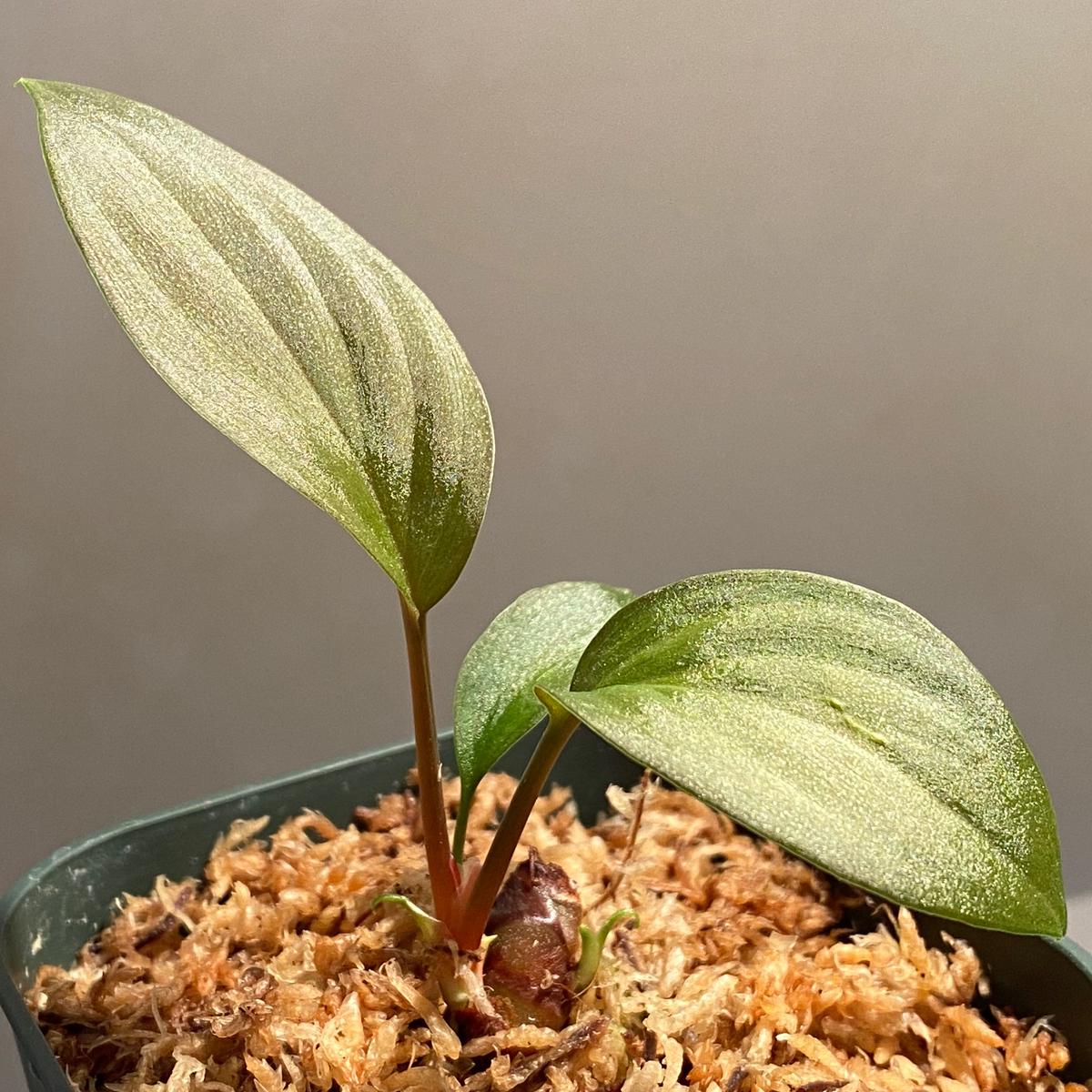 Homalomena sp. from West Kalimantan | M・R・G・R