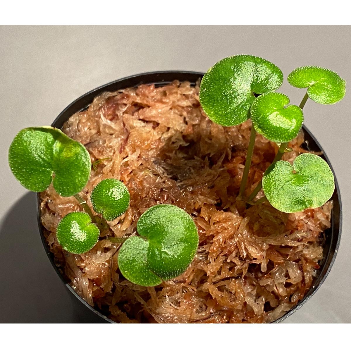 Geophila repens from Iquitos Peru [tanakay] | M...