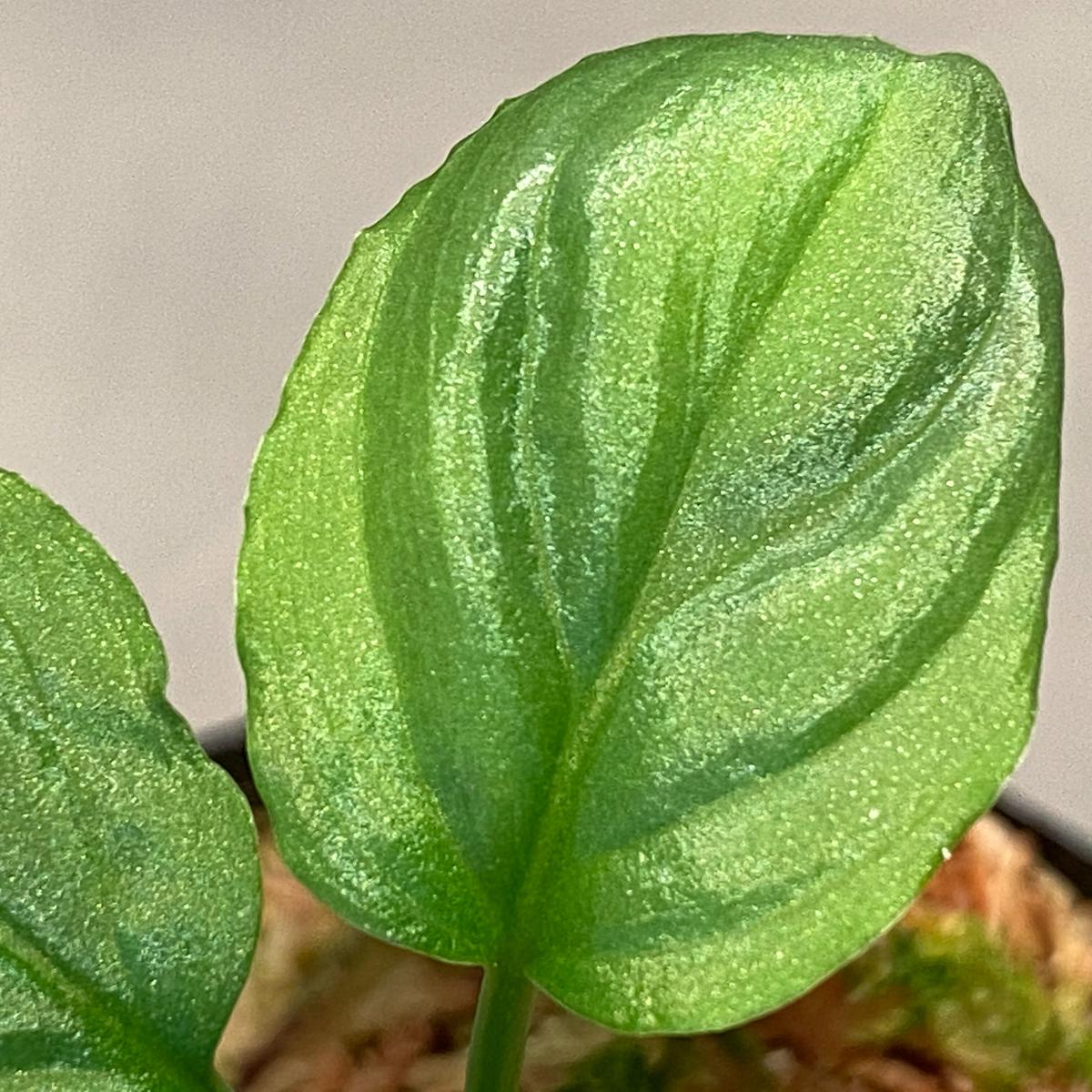 Homalomena cf. humilis from Sumatera Barat [LA0...