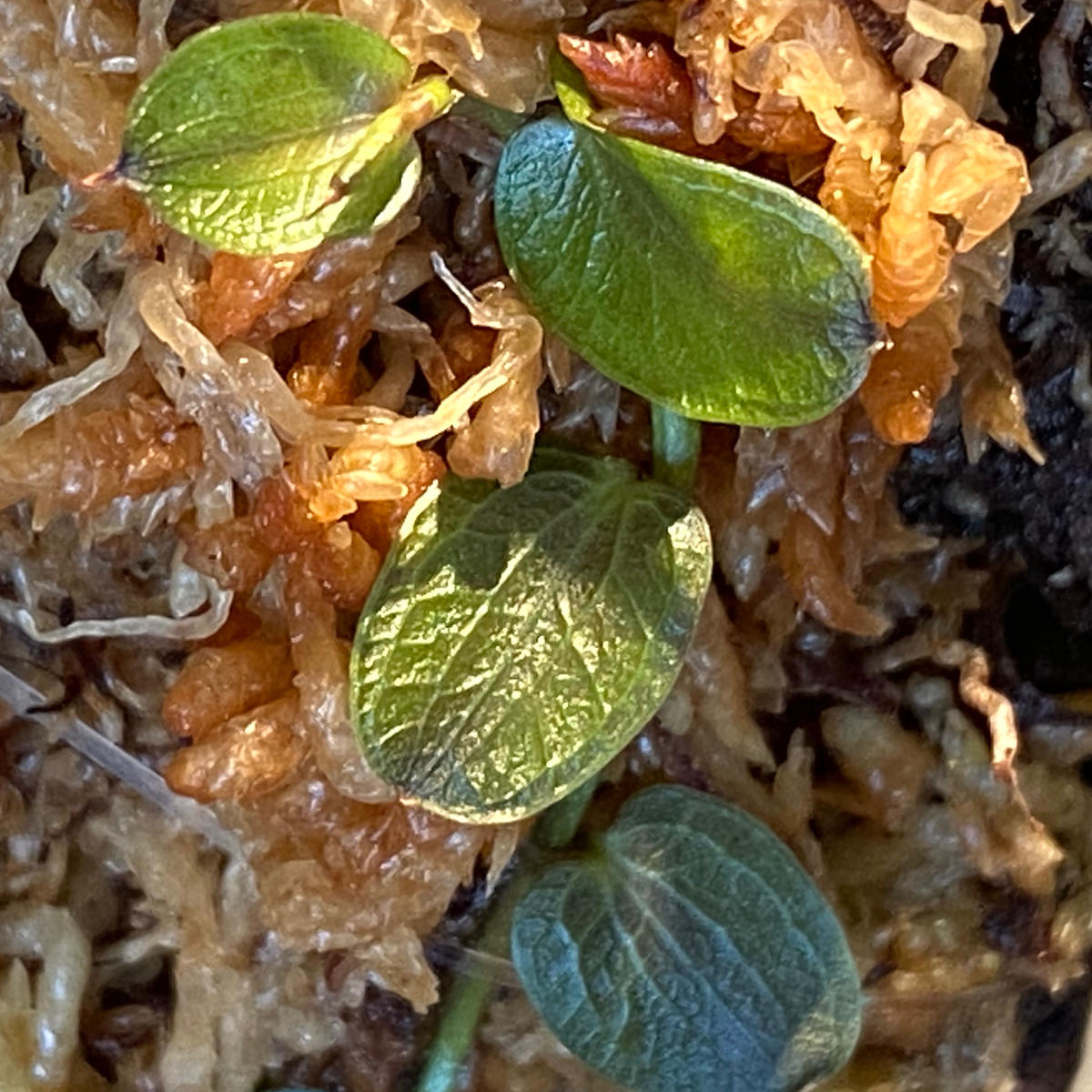 Pothos cf. beccariana from Mt.Besar [LA0219-02]...