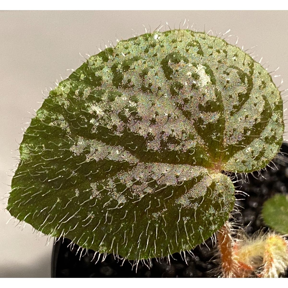 Begonia variegata from Viet Nam | M・R・G・R
