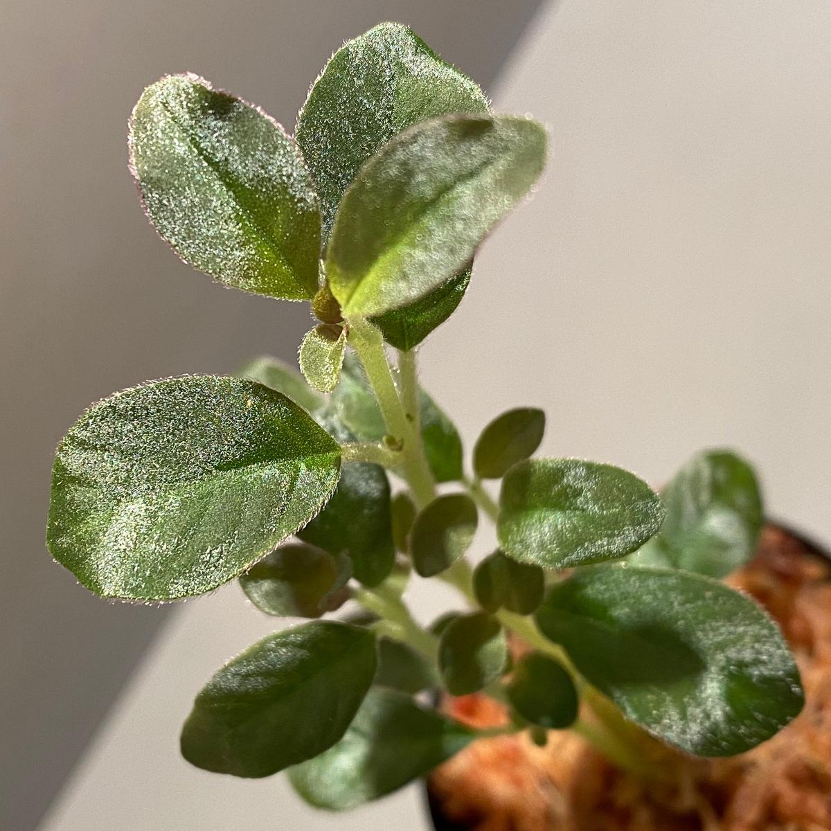 Codonoboea cf. pumila from Padang sumatera [LA1...