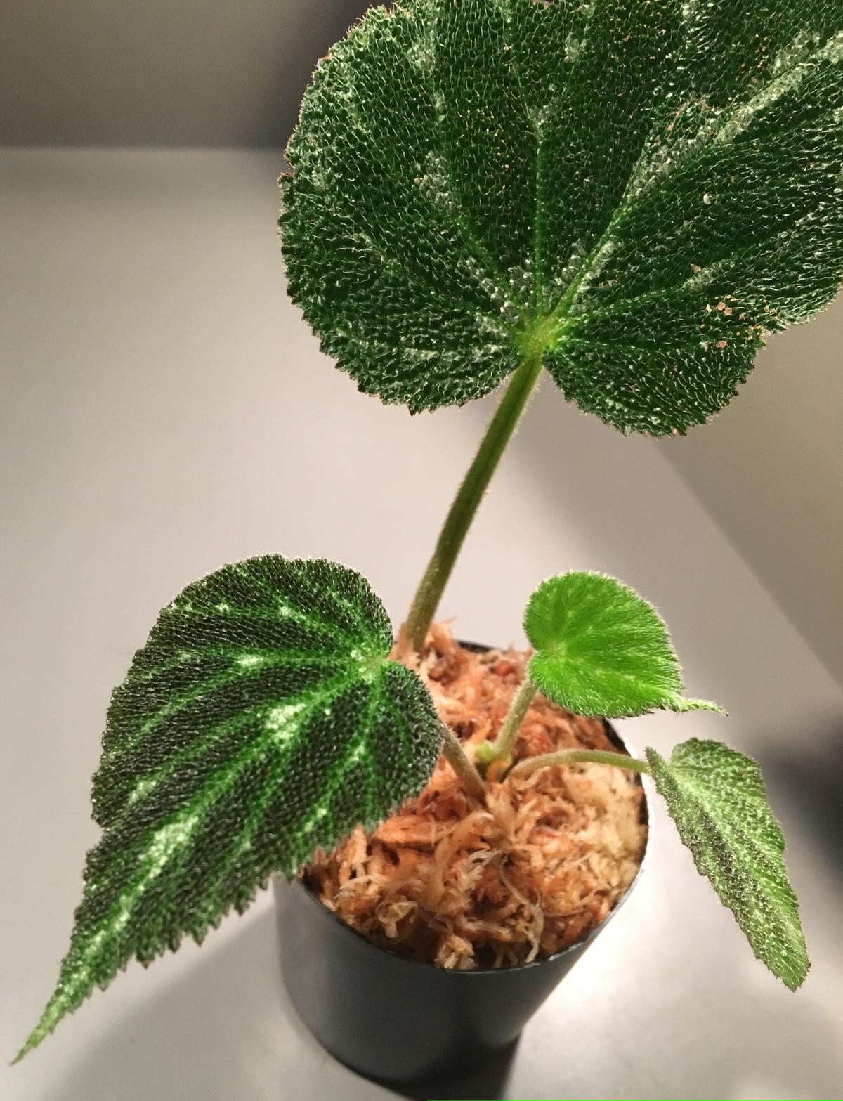 Begonia pustulata sp. from Mexico | M・R・G・R