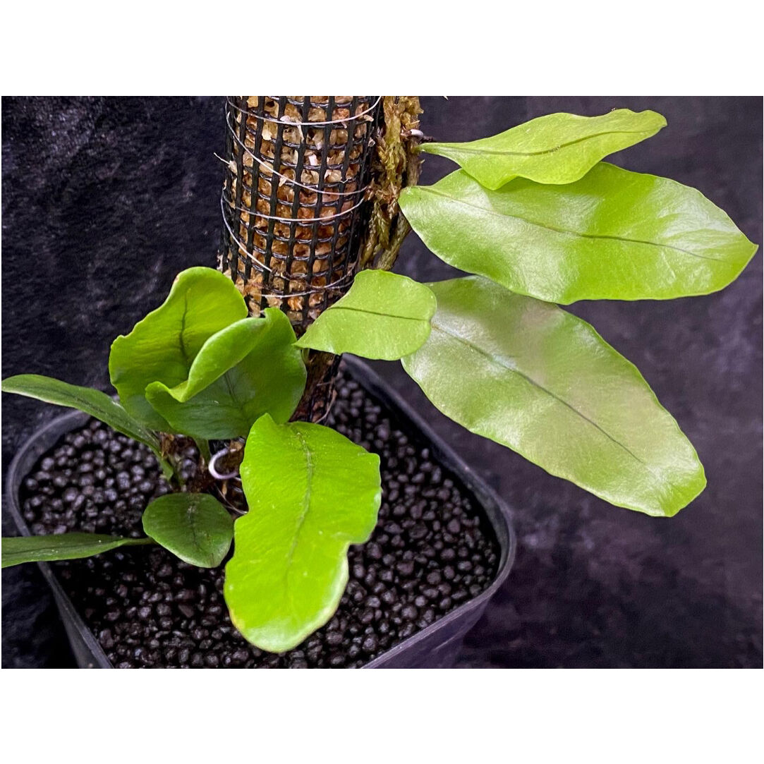 Microgramma nitida 伊藤蟻植物農園 | M・R・G・R