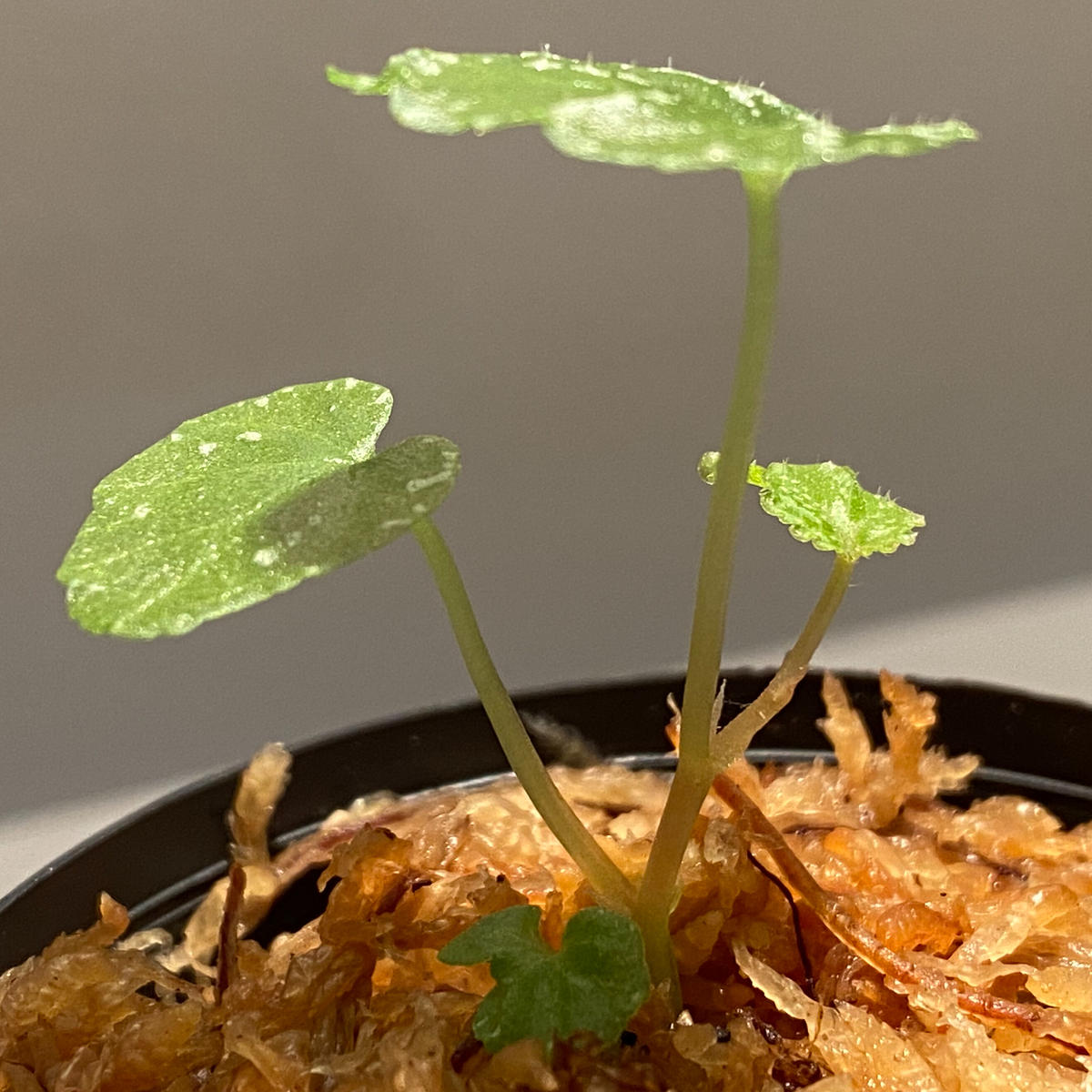 Begonia handelii var. prostrata from Viet Nam