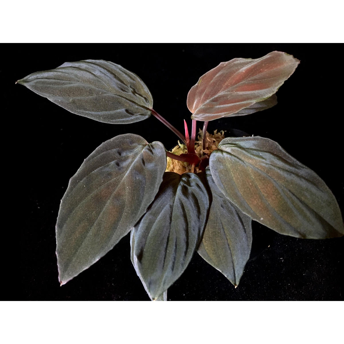 Homalomena sp. Red "Sabah-6" [R0515-03a] | M・R・G・R