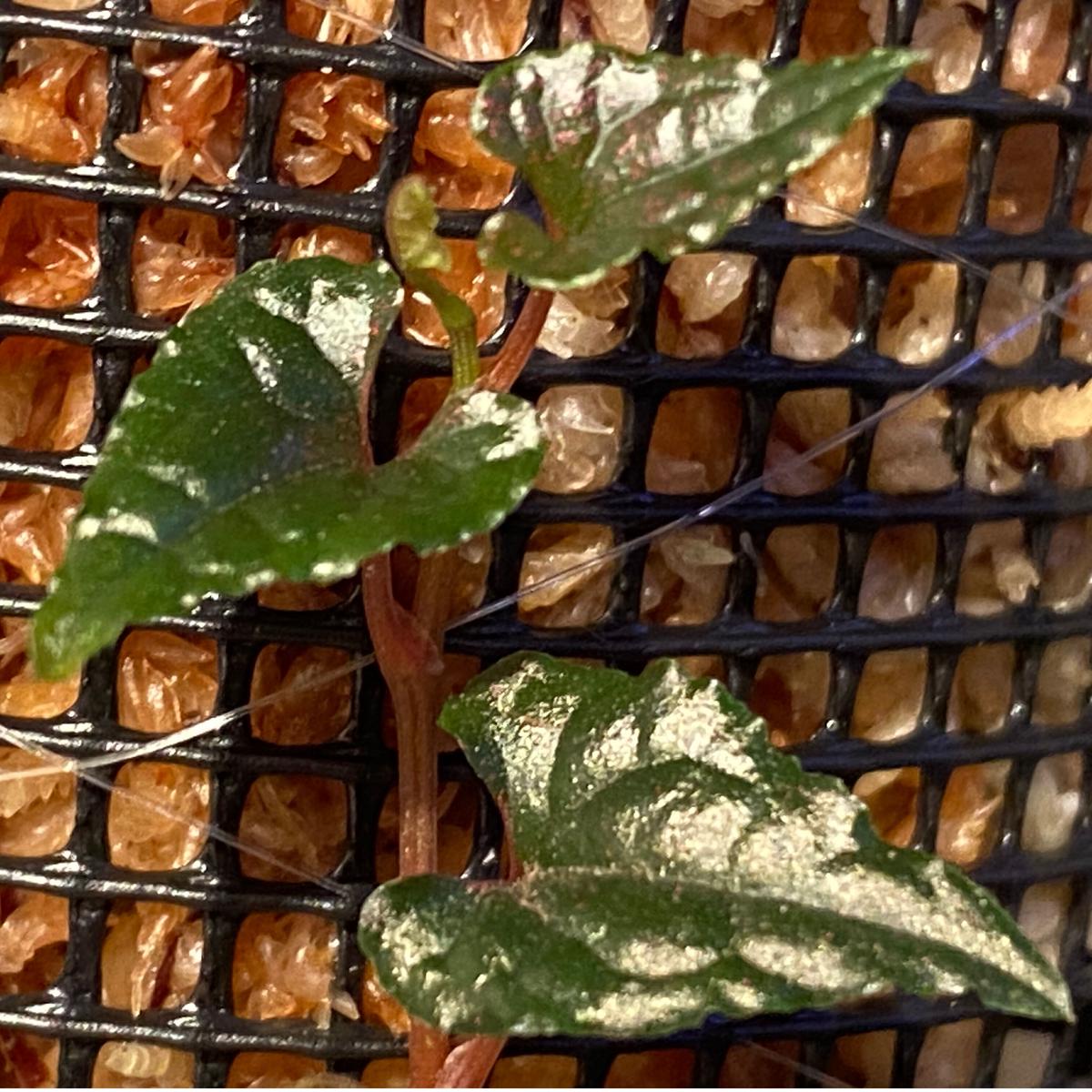 Piper sp. from Carranglan Nueva Ecija 標高1200m