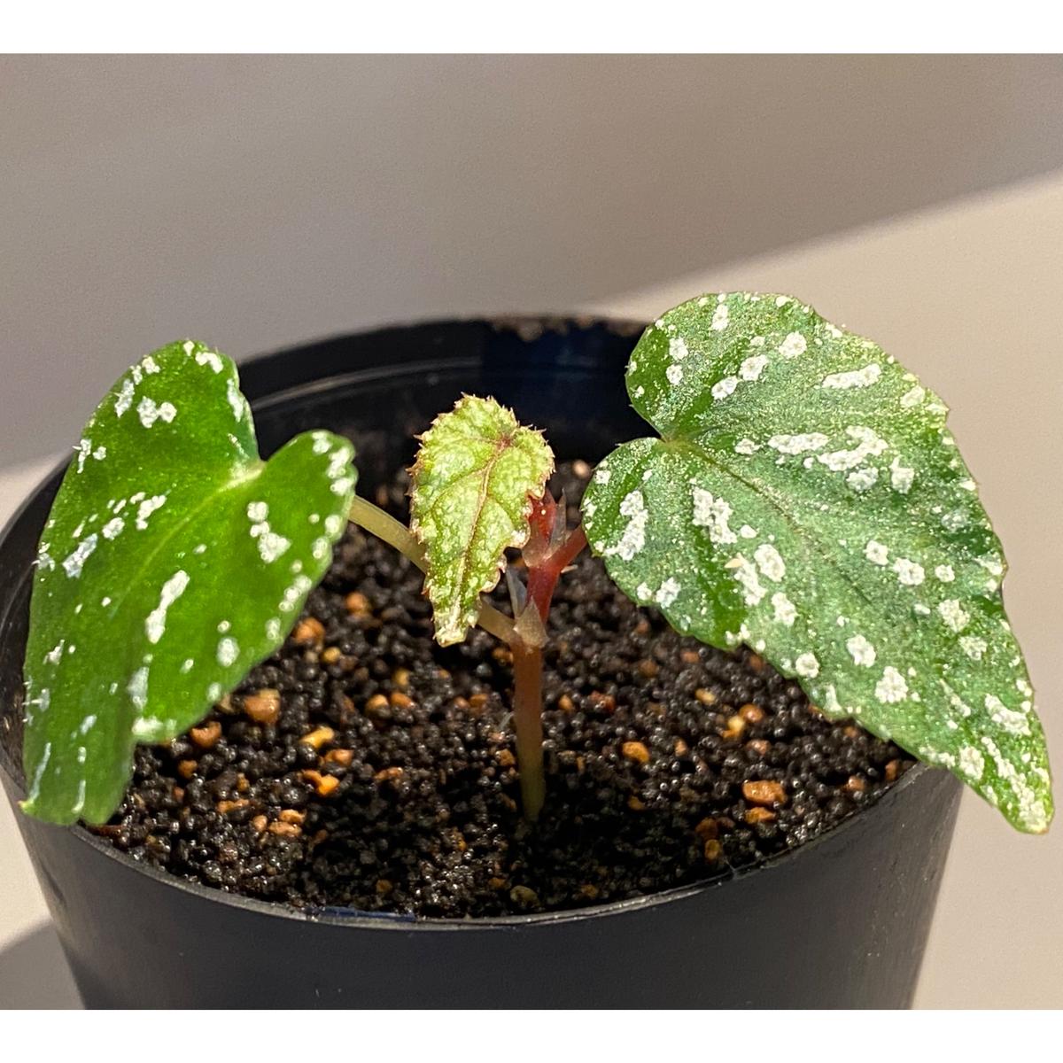 Begonia handelii var. prostrata from Viet Nam
