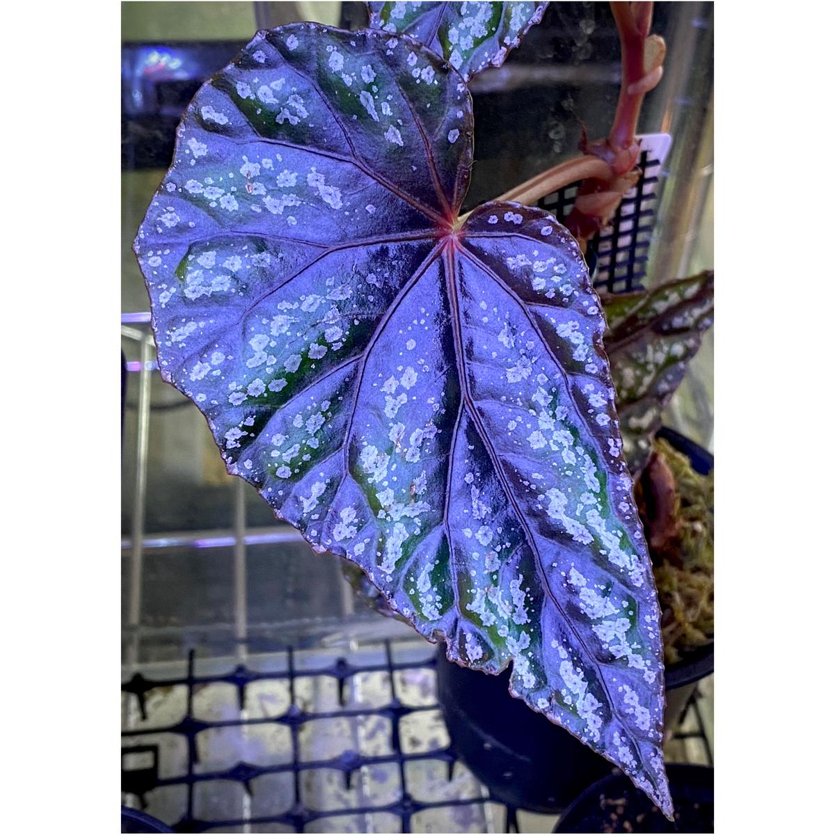 Begonia handelii var. prostrata from Viet Nam