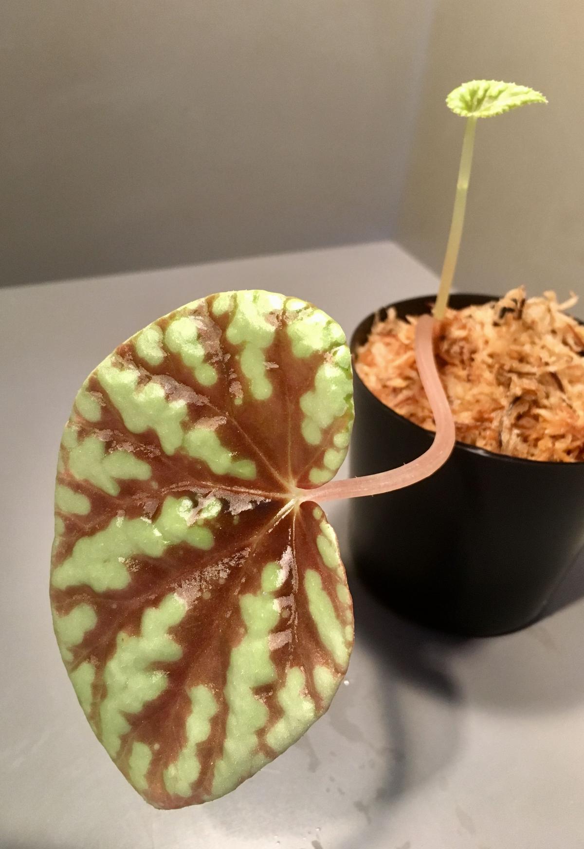 Begonia Variabilis [TK260915] | M・R・G・R