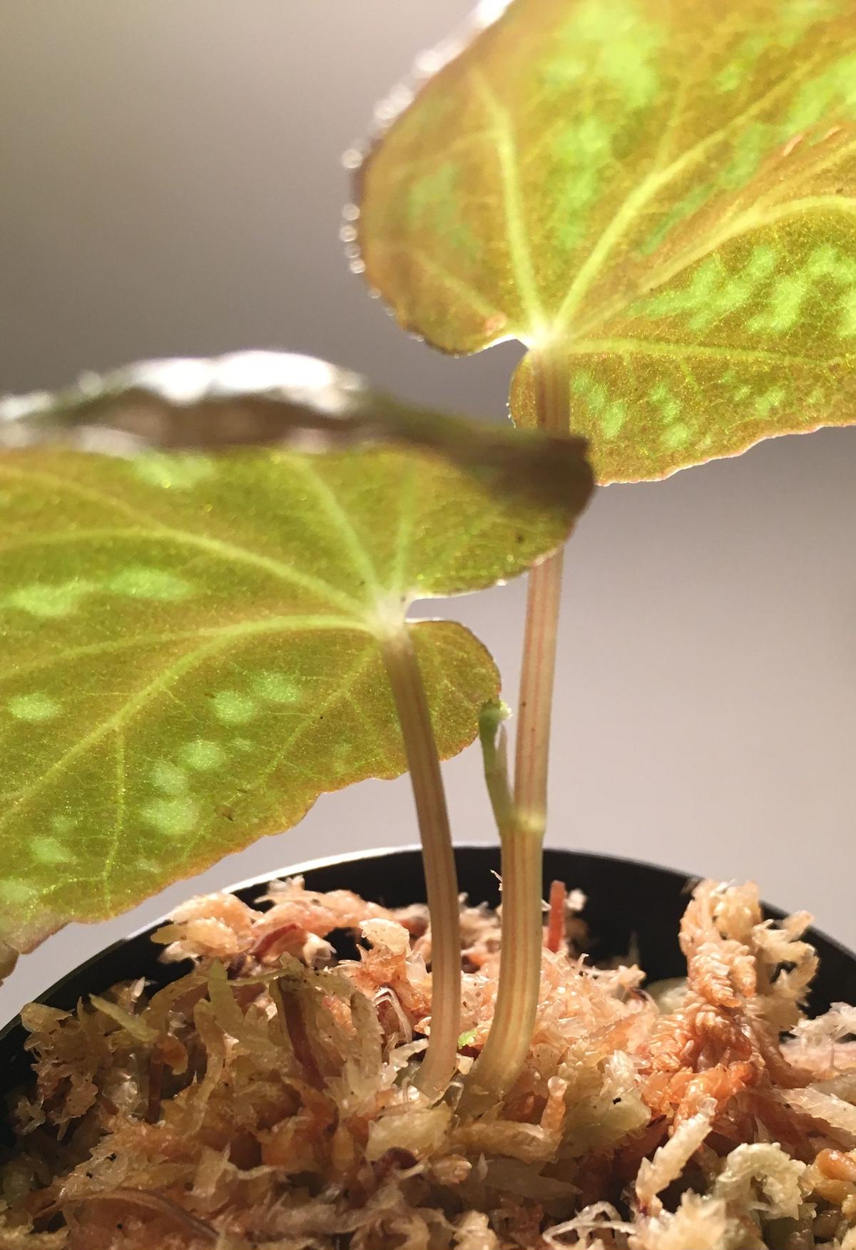 Begonia variabilis from Dabong [TK150717] | M・R...