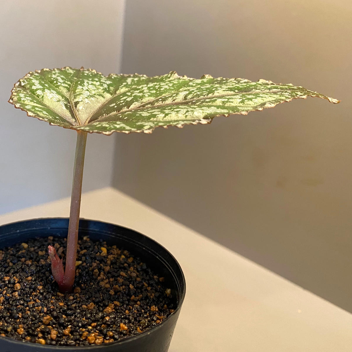 Begonia handelii var. prostrata from Viet Nam