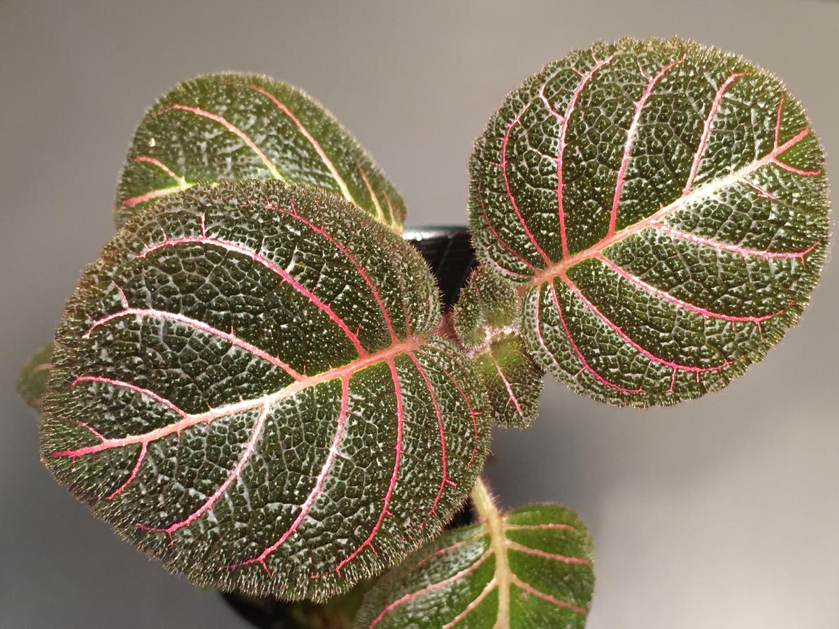 Pearcea hypocyrtiflora from South America | M・R...