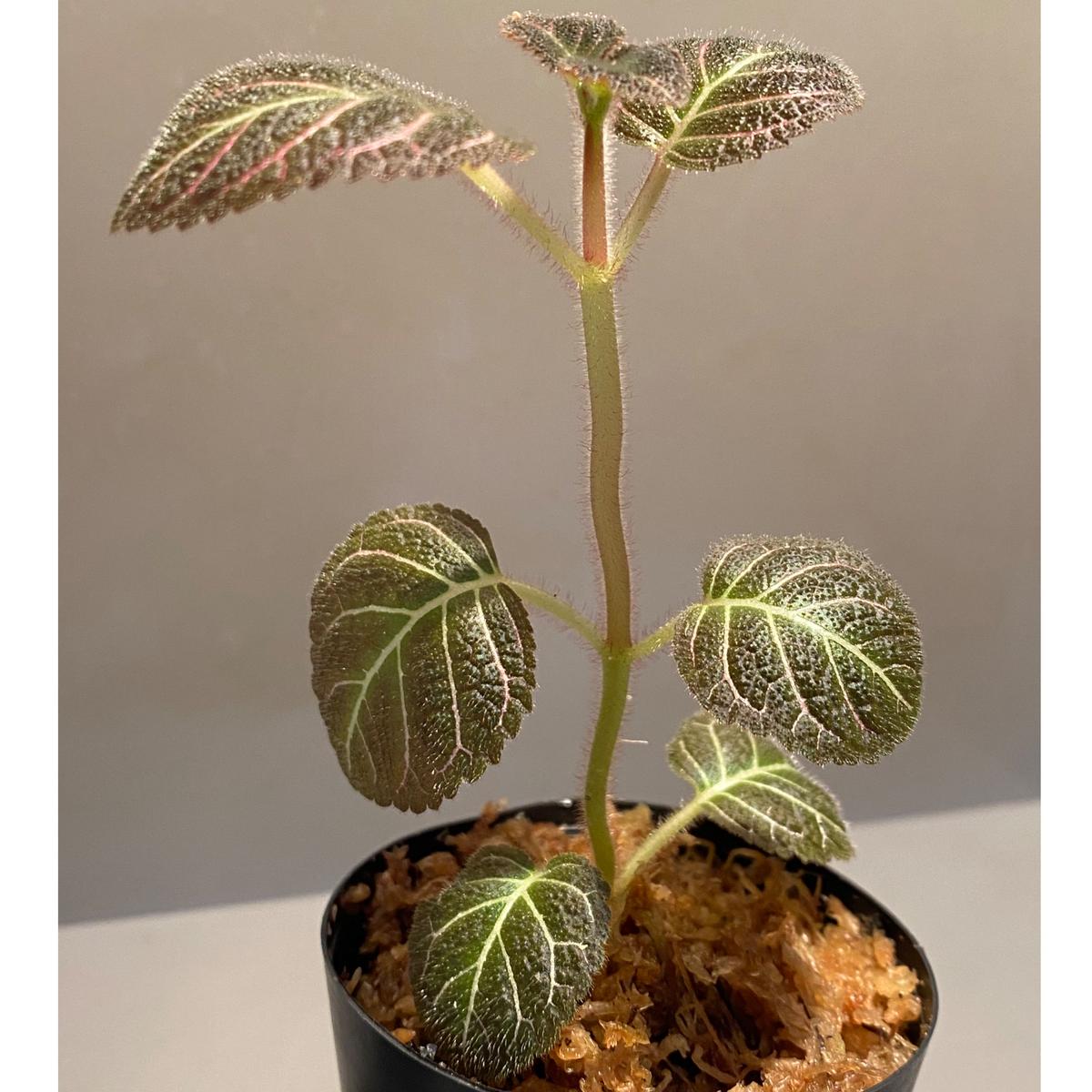 Pearcea hypocyrtiflora from South America | M・R...