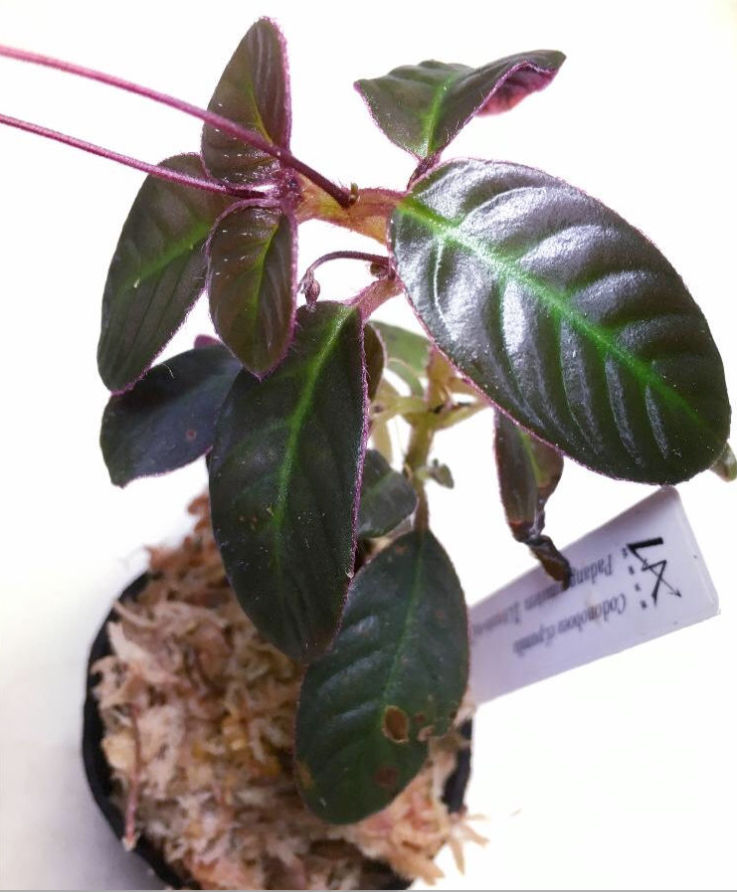 Codonoboea cf. pumila from Padang sumatera [LA1...