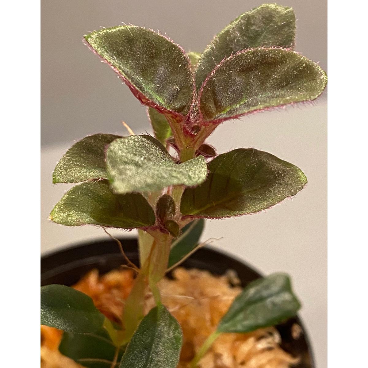 Codonoboea cf. pumila from Padang sumatera [LA1...