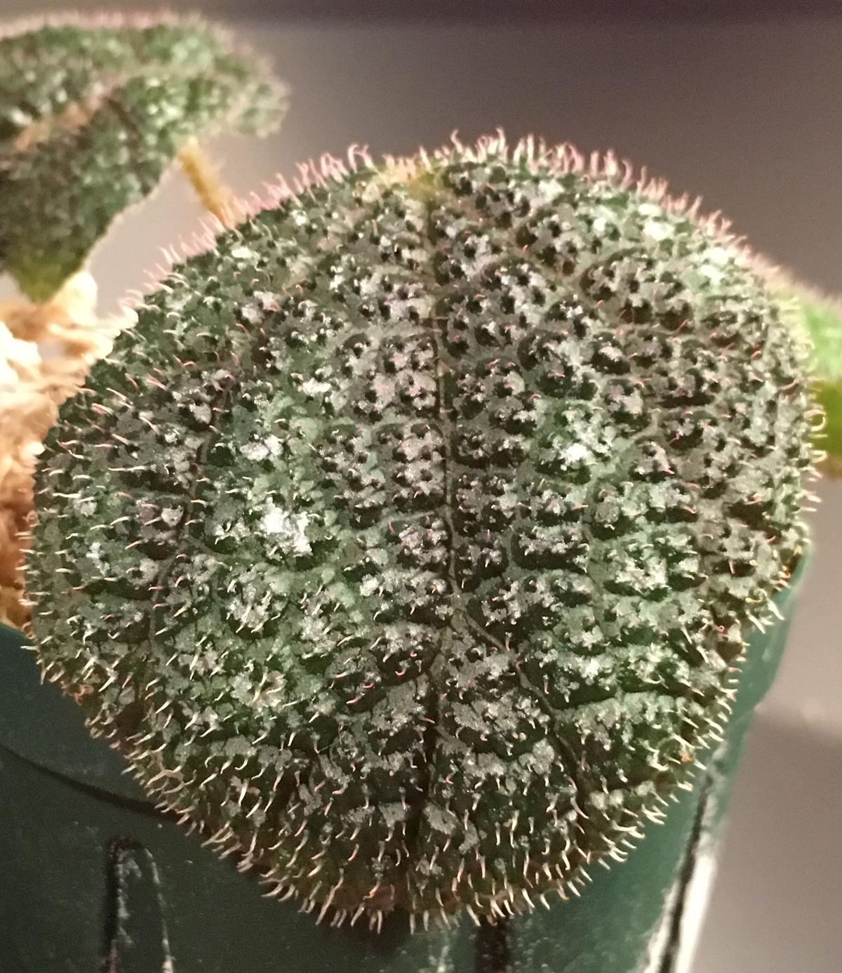 Begonia kui from Vietnam | M・R・G・R