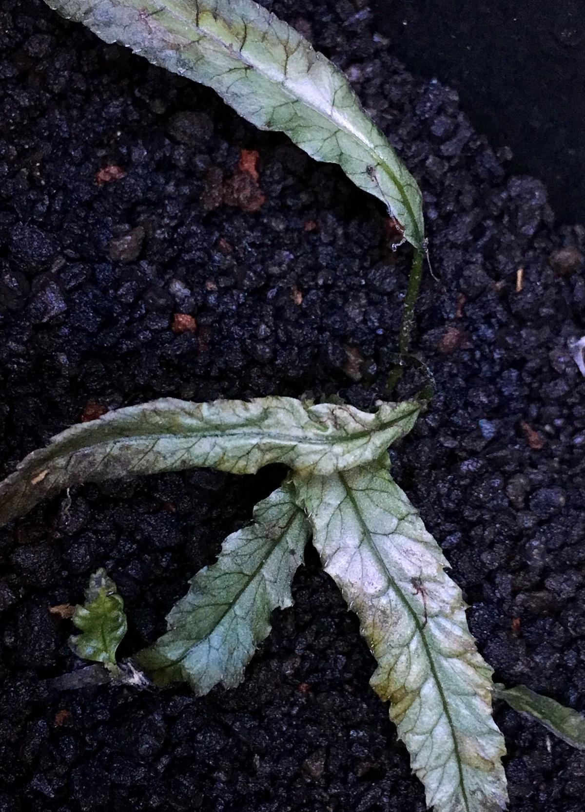 Microsorum sp. Short Dragon Tail | M・R・G・R