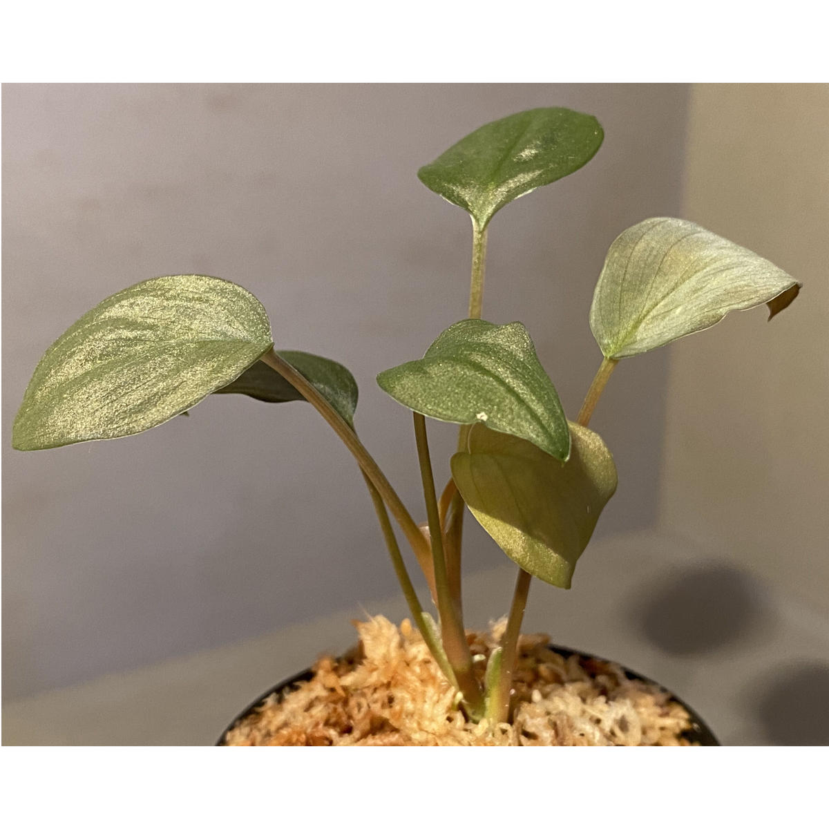 Homalomena sp. "Pink Velvet" from Kepulauan Ria...