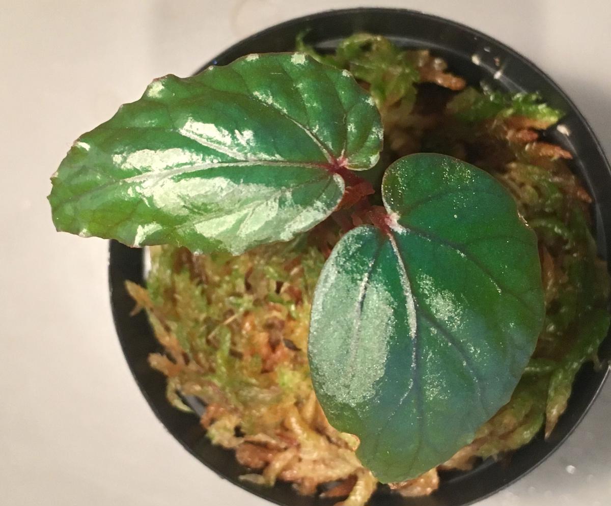 Begonia sp. from Temuyuk Kalimantan barat | M・R...