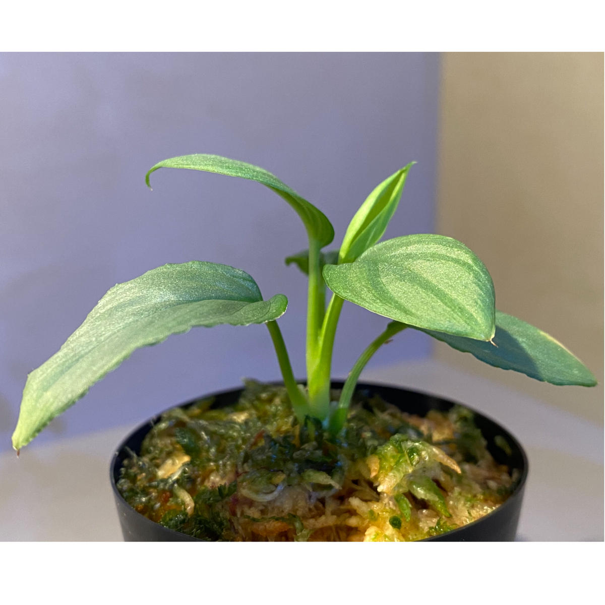 Homalomena cf. humilis from Sumatera Barat [LA0...