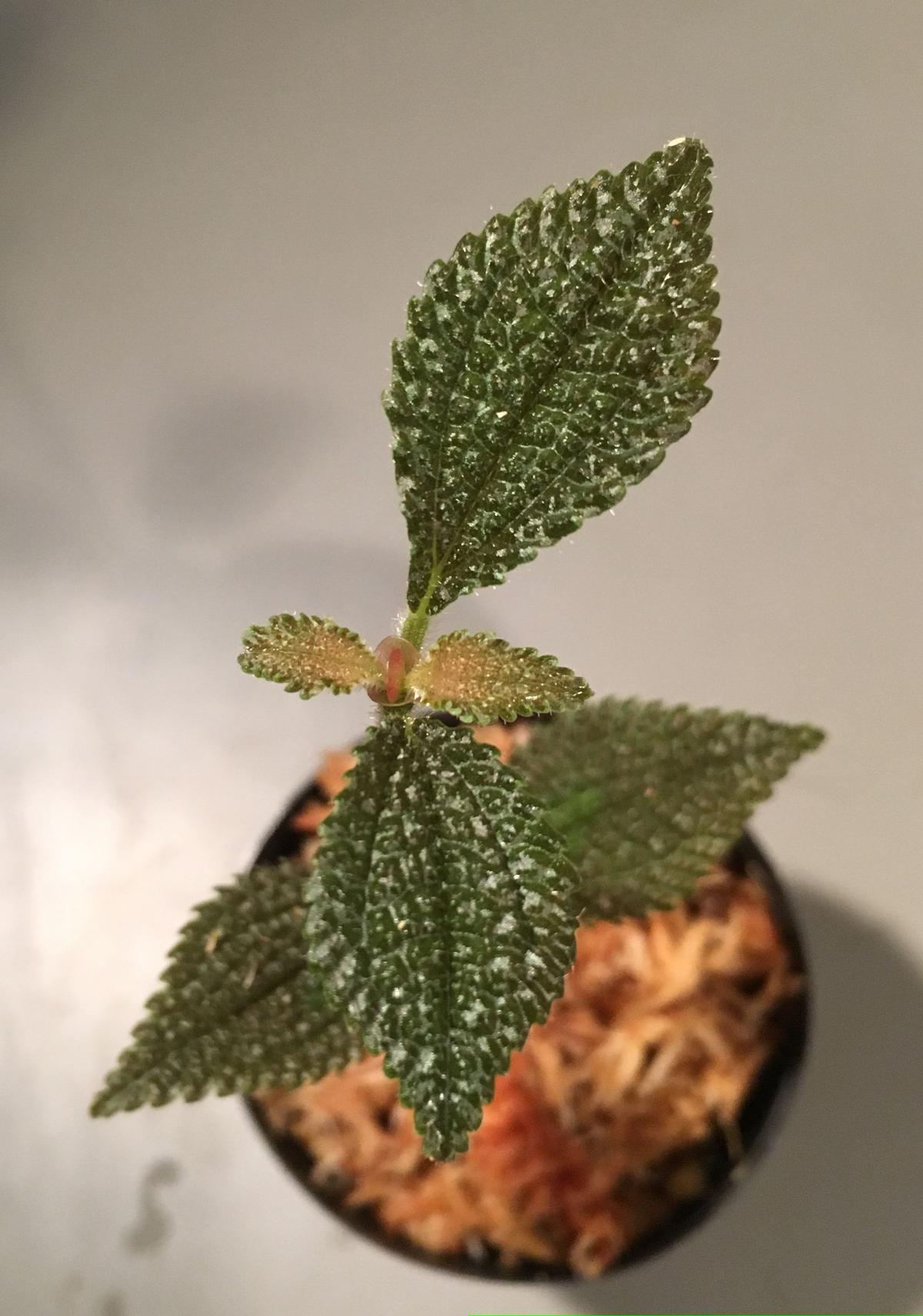 Codonoboea sp. from Panama [WWR] | M・R・G・R