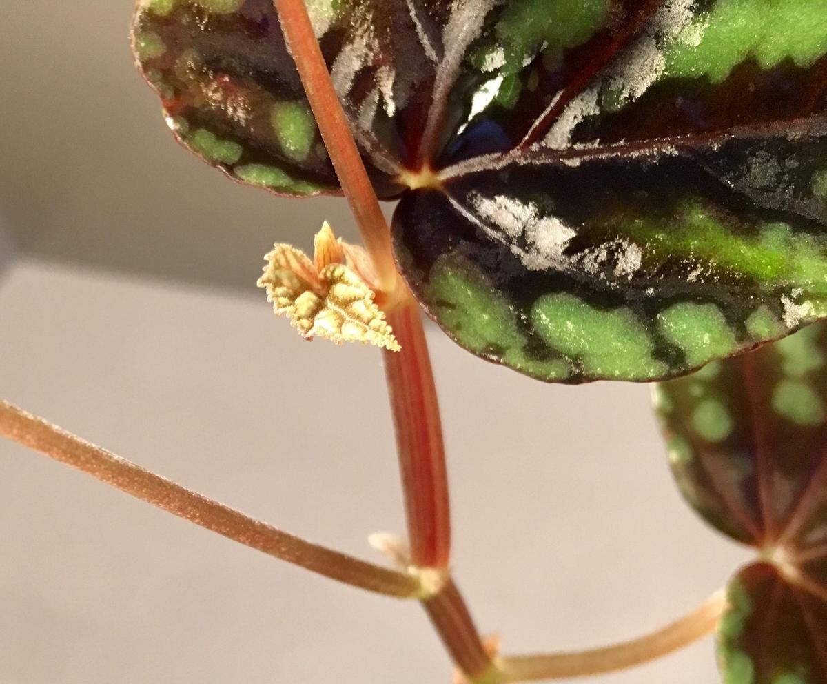 Begonia Variabilis | M・R・G・R
