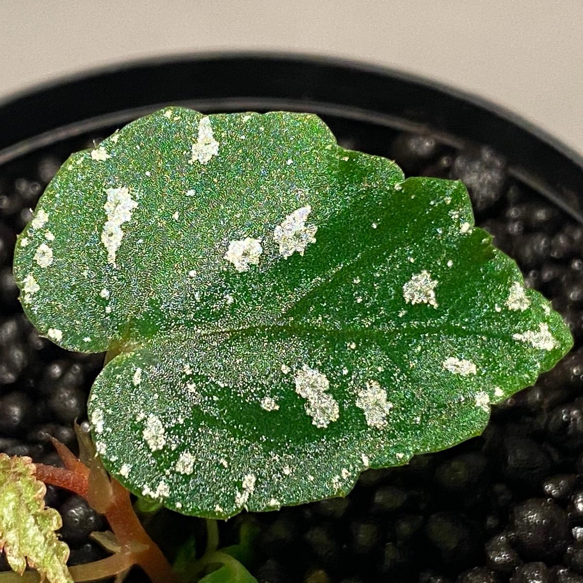Begonia handelii var. prostrata from Viet Nam