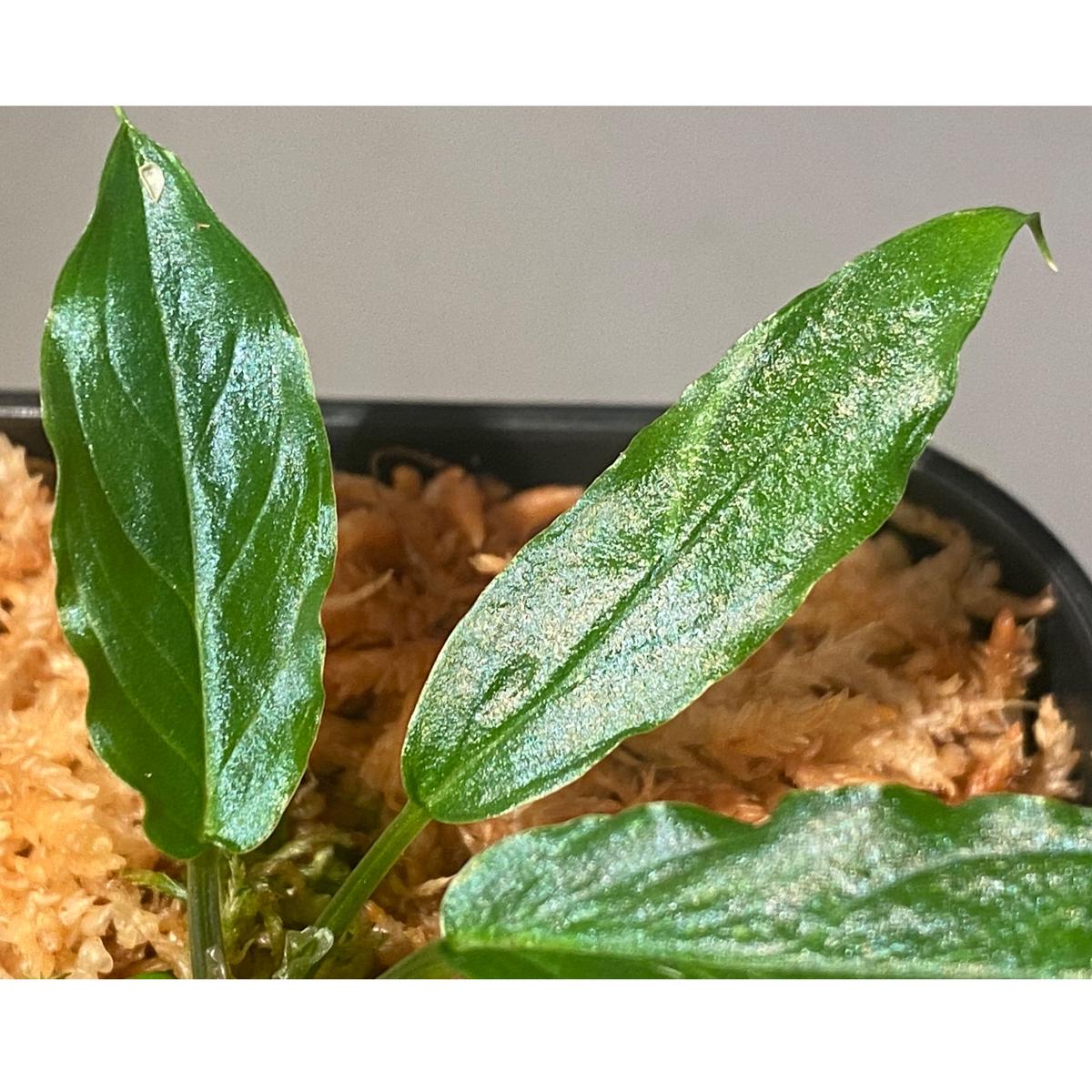 Homalomena sp. "Euclase" from Riau sumatera [LA...