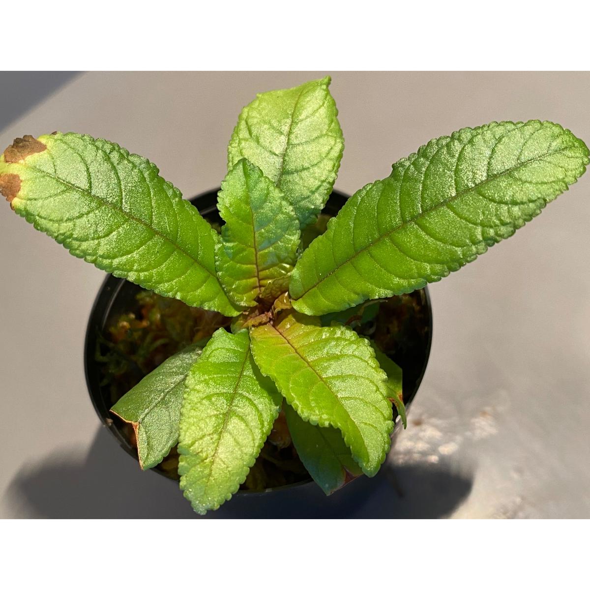 Codonoboea sp. from Pulau Linga [KN] | M・R・G・R