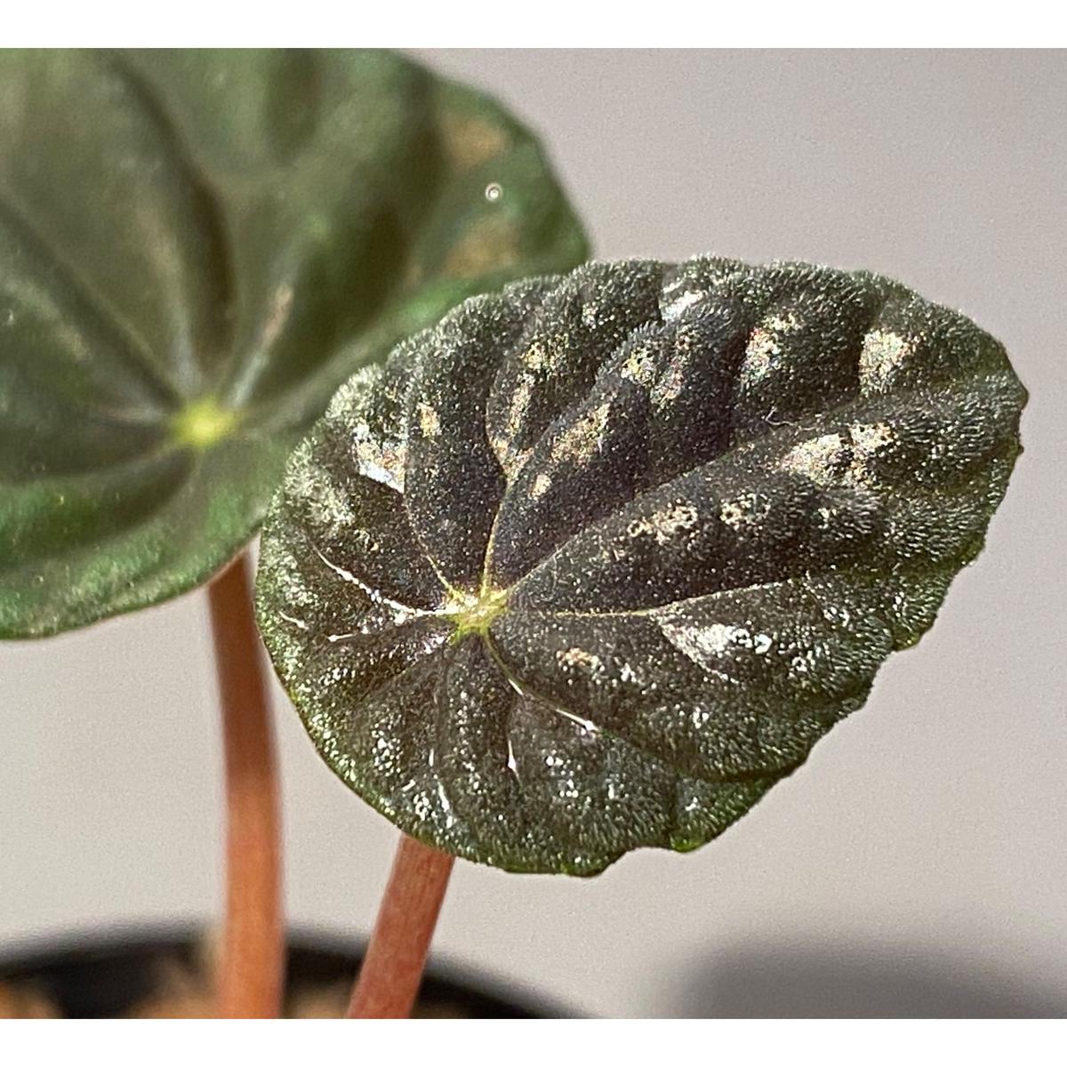Peperomia meridiana from Ecuador [tanakay] | M・...