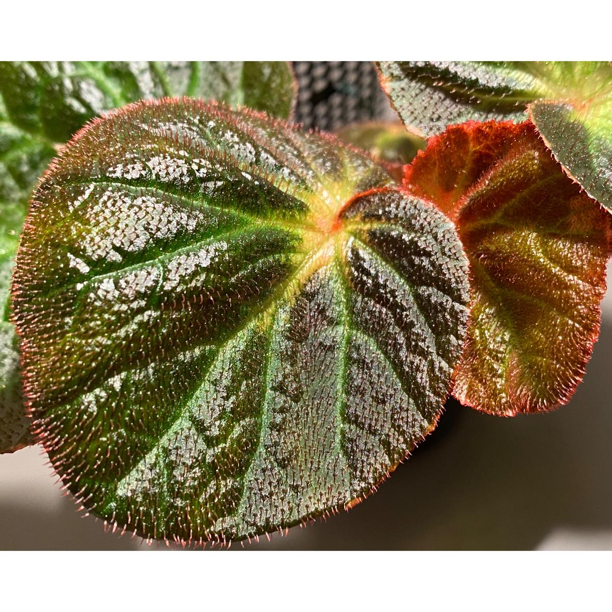 Begonia sp. from Manaus | M・R・G・R