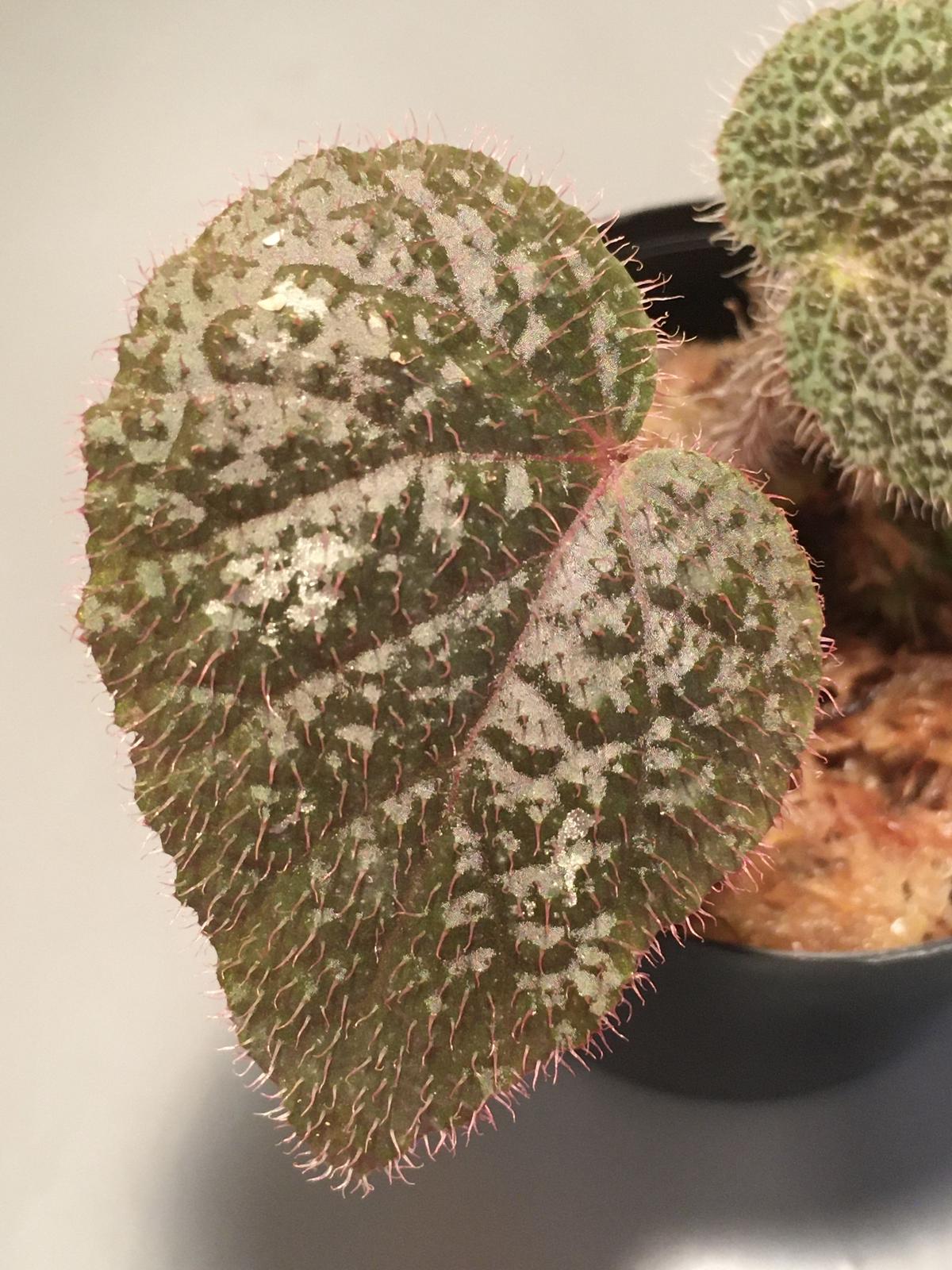 Begonia variegata from Vietnam | M・R・G・R