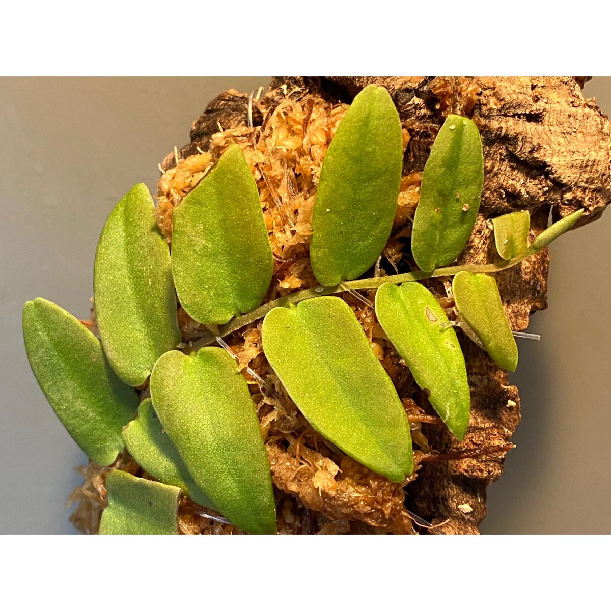 Marcgravia sp. from Colombia [LA0316-03] | M・R・G・R