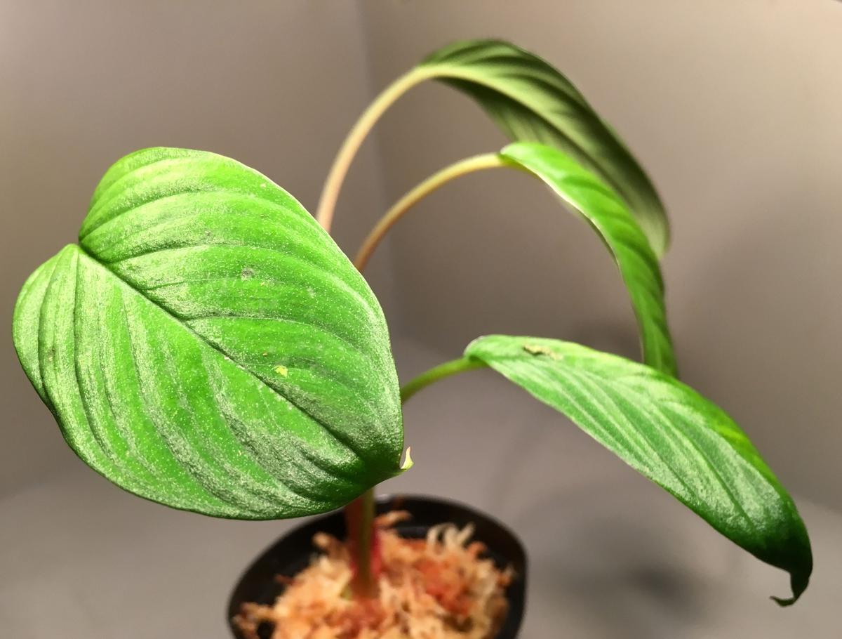 Homalomena sp. from Padang Sumatera [LA0117-02...