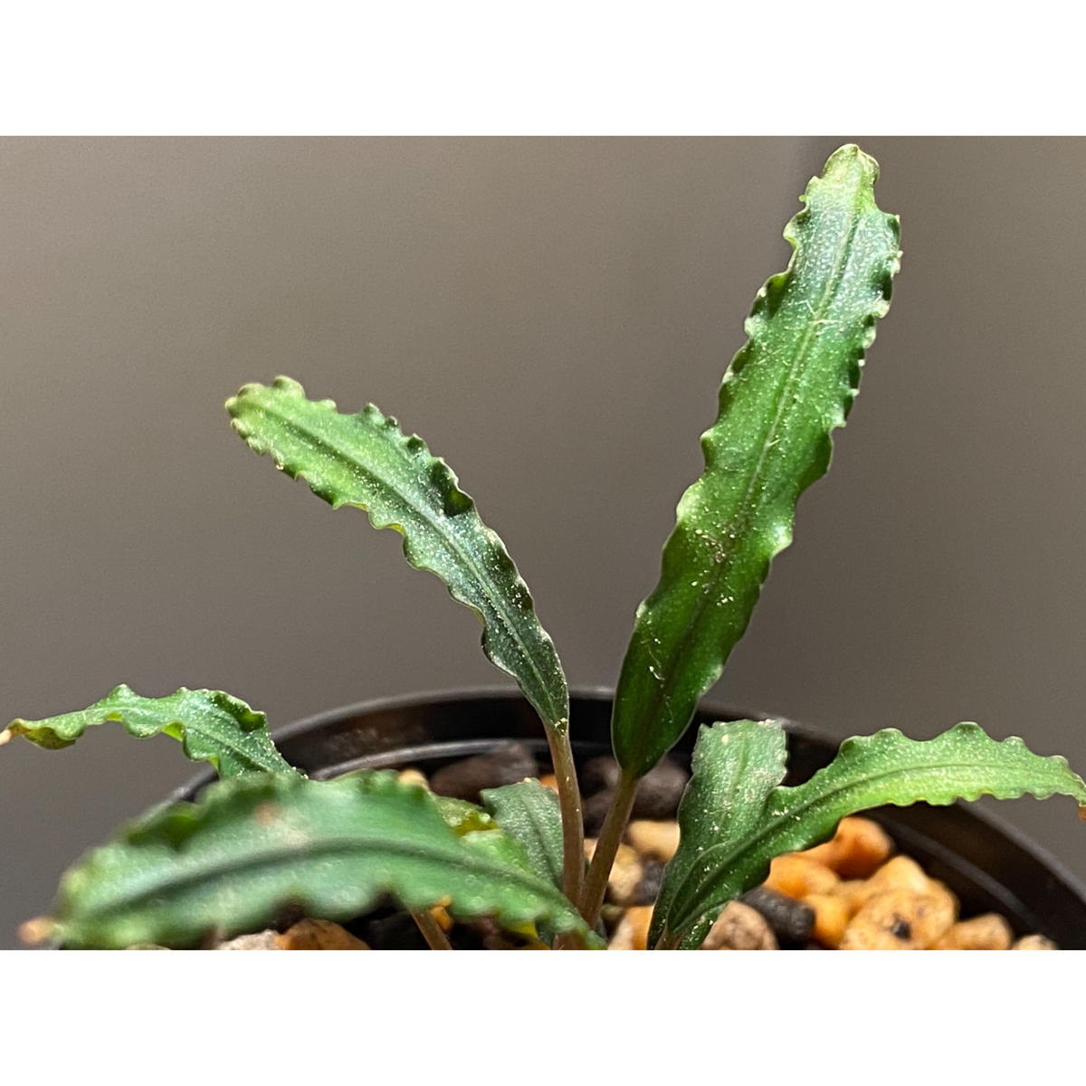 Bucephalandra sp. "Mangat" [MF0417-2A] | M・R・G・R