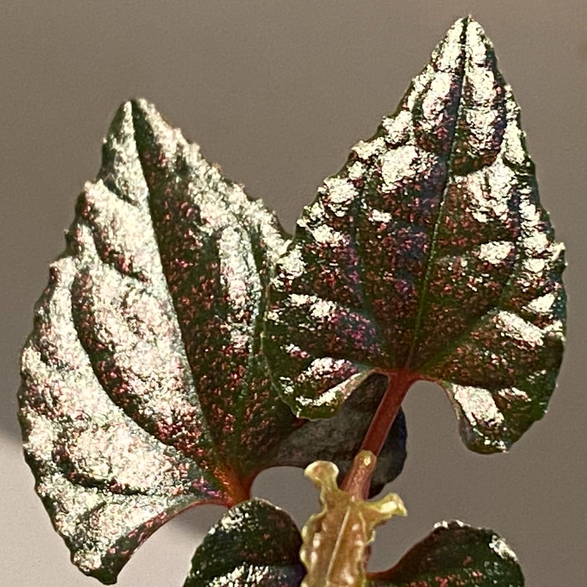 Piper sp. from Carranglan Nueva Ecija 標高1200m