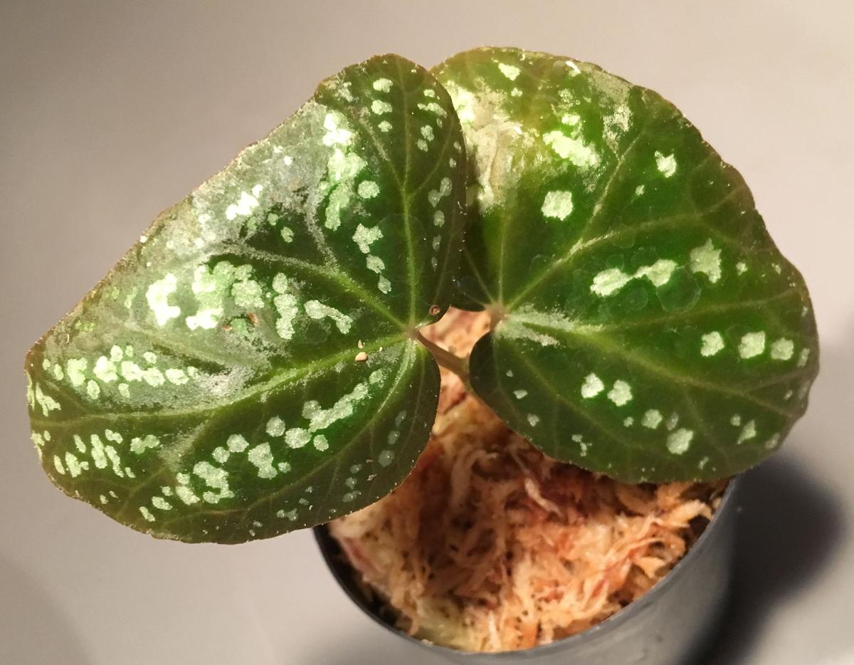 Begonia variabilis from Dabong [TK150717] | M・R...
