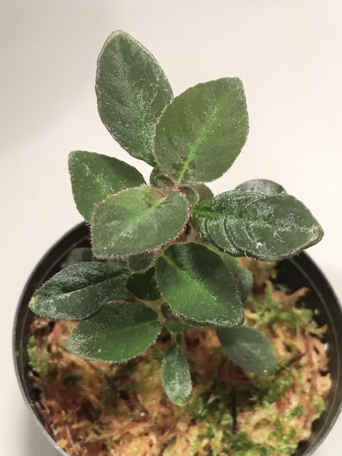 Codonoboea cf. pumila from Padang sumatera [LA1...