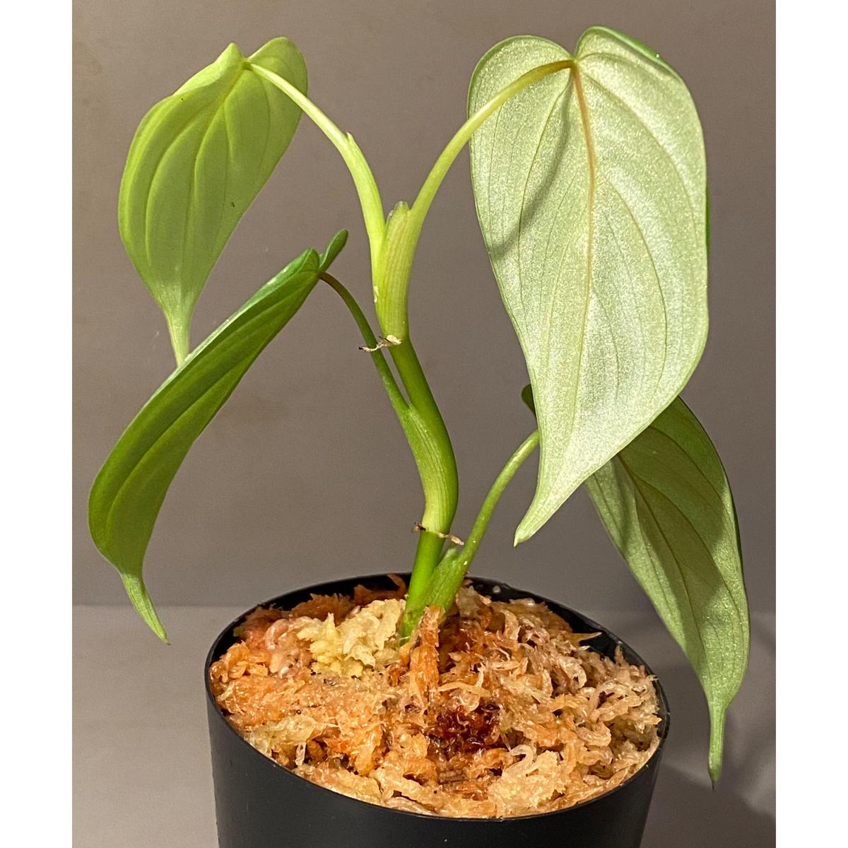 Philodendron sp. from Ecuador | M・R・G・R