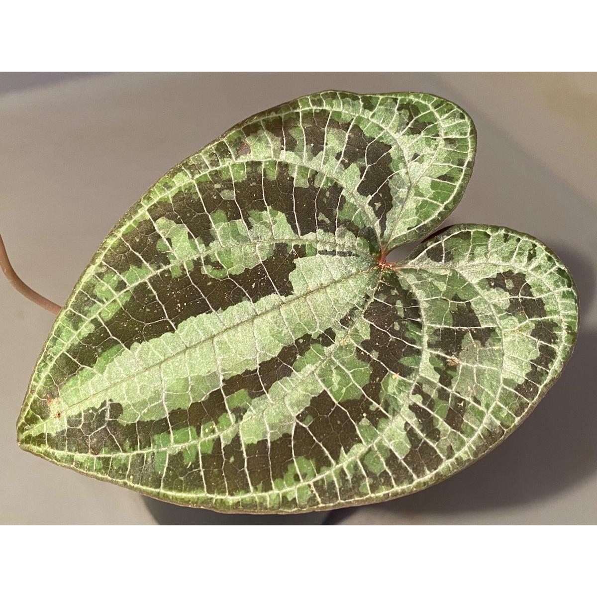 Dioscorea dodecaneura (discolor) from Ecuador