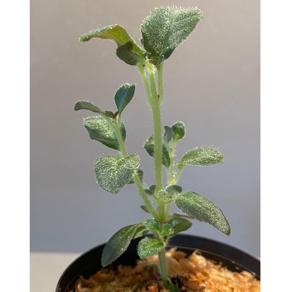 Codonoboea cf. pumila from Padang sumatera [LA1...