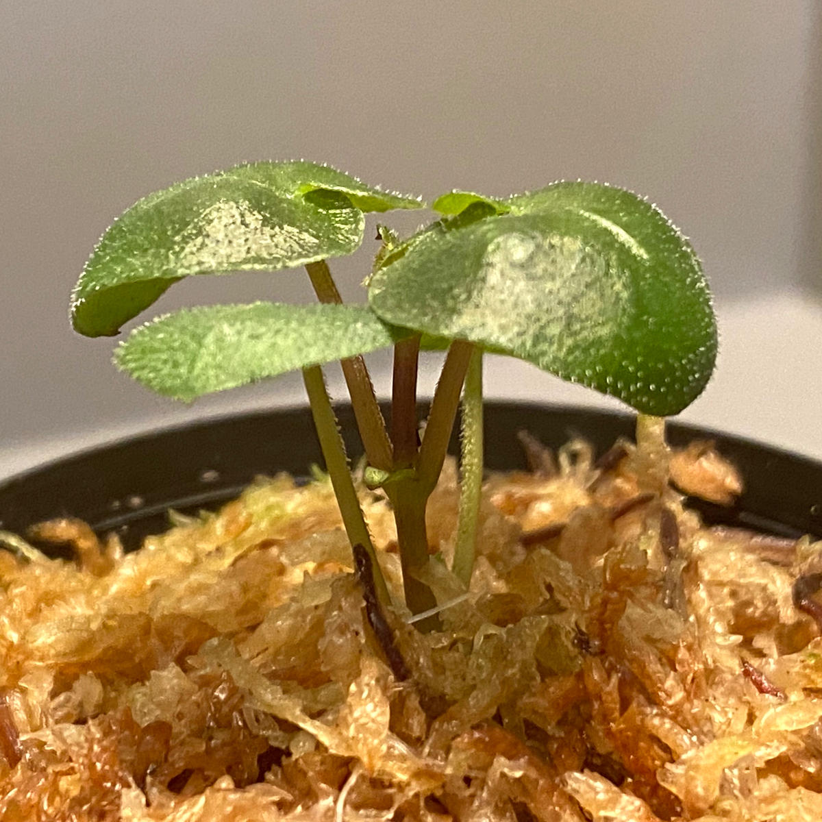 Geophila repens from Iquitos Peru [tanakay] | M...